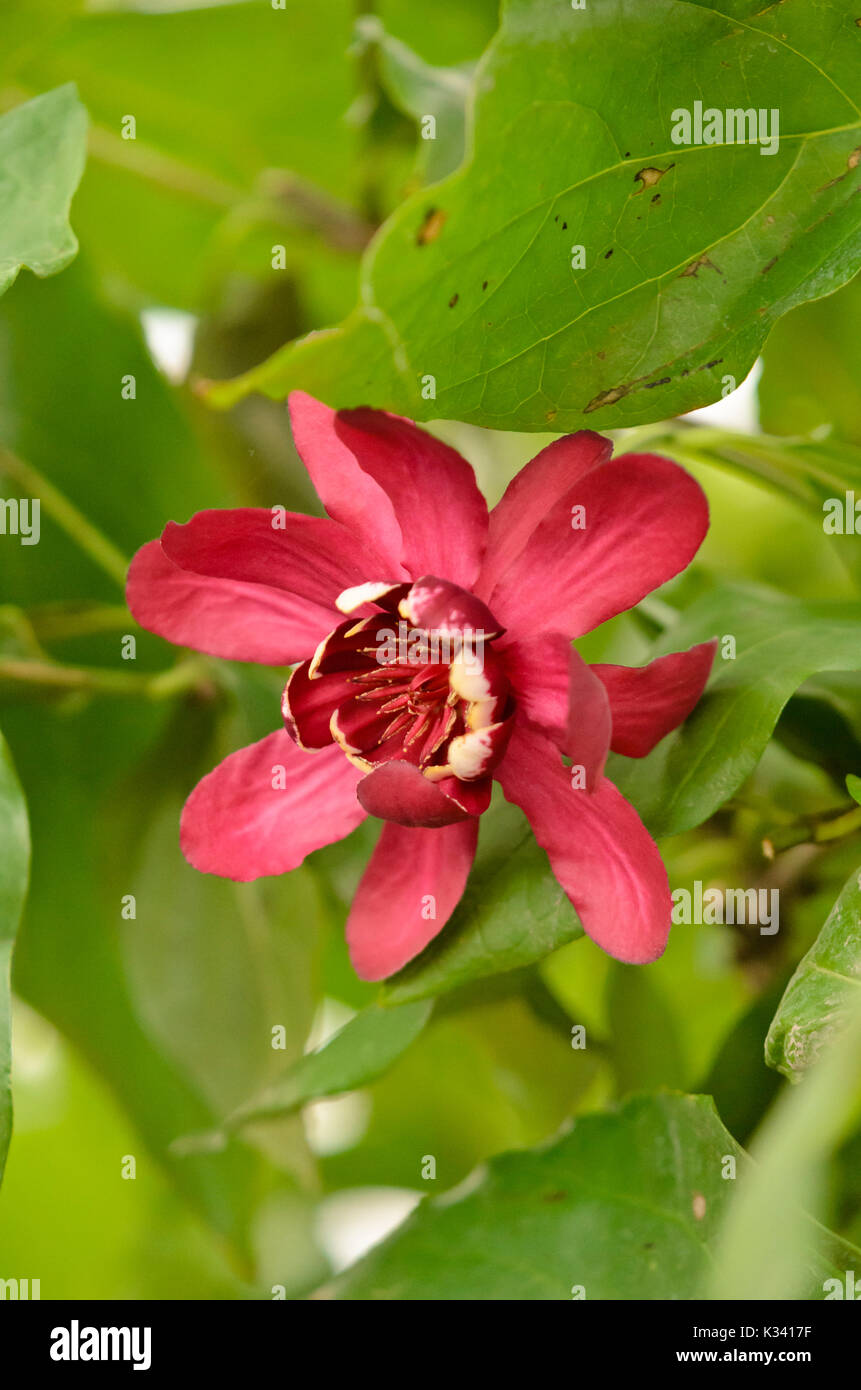 Sweetshrub (Calycanthus floridus 'Aphrodite' Stock Photo - Alamy Sweetshrub (Calycanthus floridus 'Aphrodite' Stock Photo - Alamy