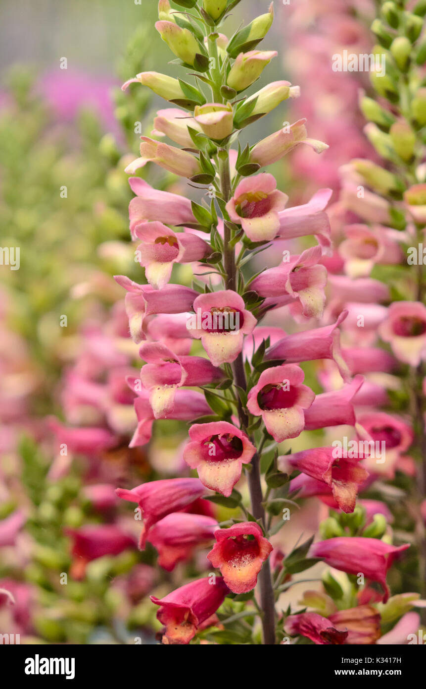 Foxglove (Digitalis Digiplex Stock Photo - Alamy