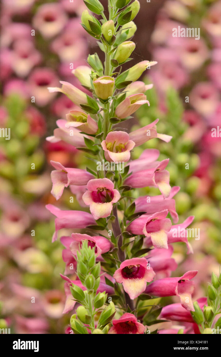 Foxglove (Digitalis Digiplex Stock Photo - Alamy