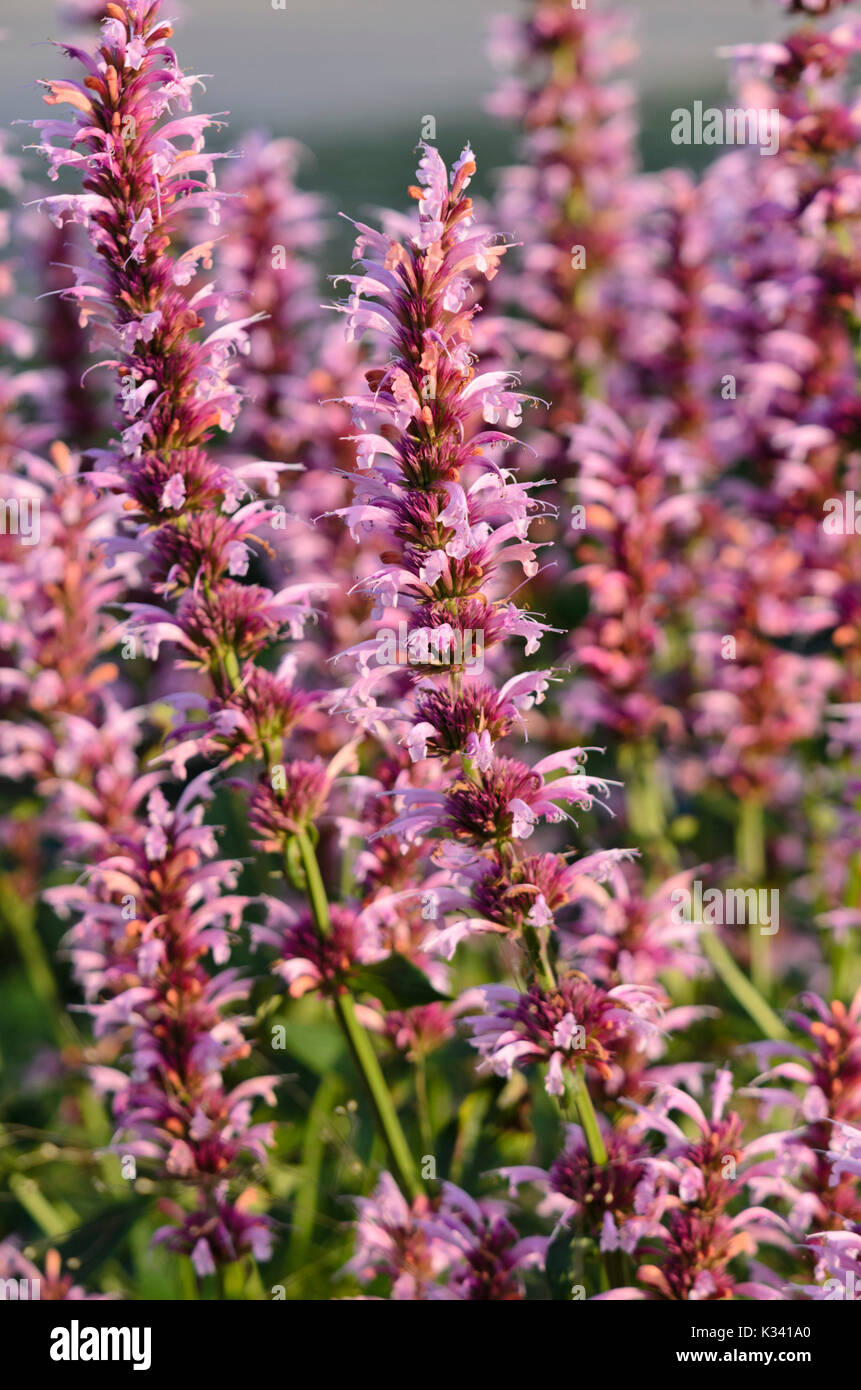 Purple giant hyssop (Agastache rugosa 'Red Fortune' Stock Photo - Alamy