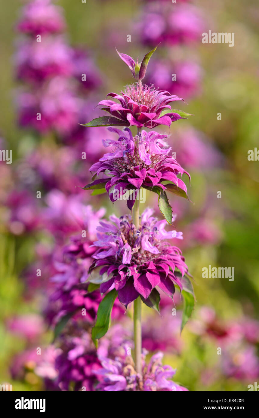 Lemon bee balm (Monarda citriodora 'Bergamo' Stock Photo - Alamy