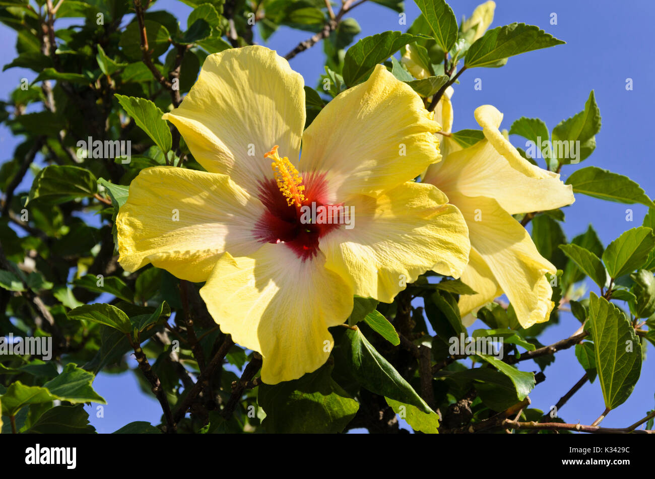 Chinese hibiscus (Hibiscus rosa-sinensis Stock Photo - Alamy