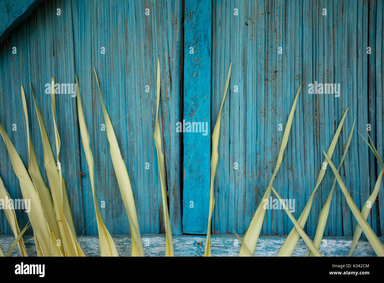 Leaf of palm tree lean on the blue wooden wall Stock Photo - Alamy