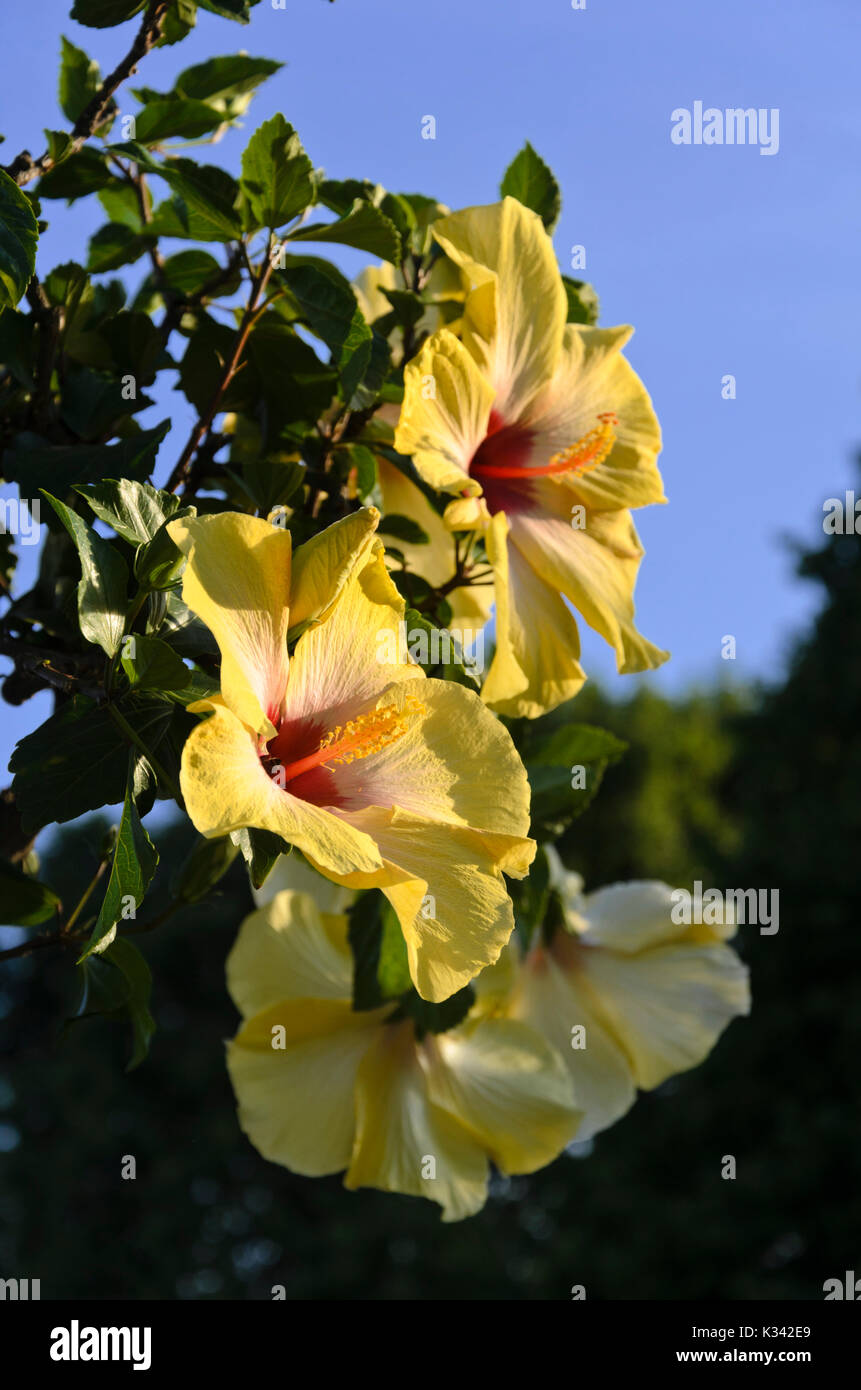 Chinese hibiscus (Hibiscus rosa-sinensis Stock Photo - Alamy