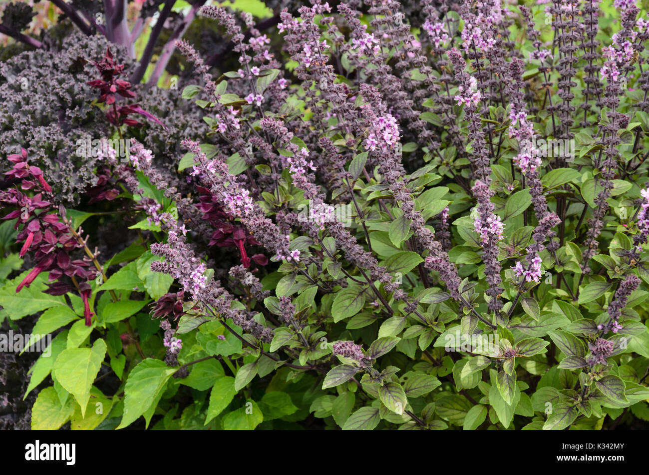 Basil ocimum basilicum hi-res stock photography and images - Alamy