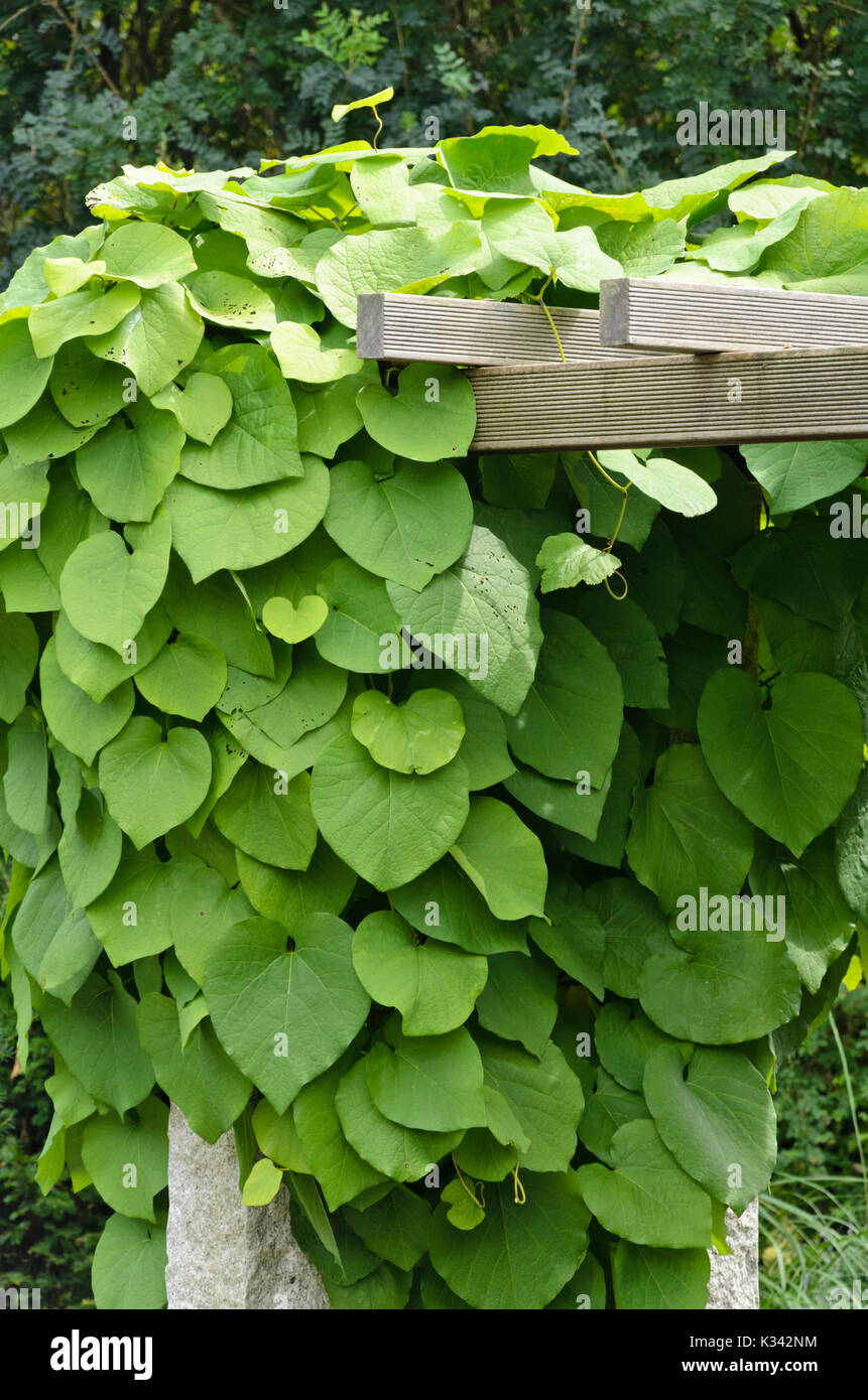 Dutchman's pipe (Aristolochia arborea Stock Photo - Alamy