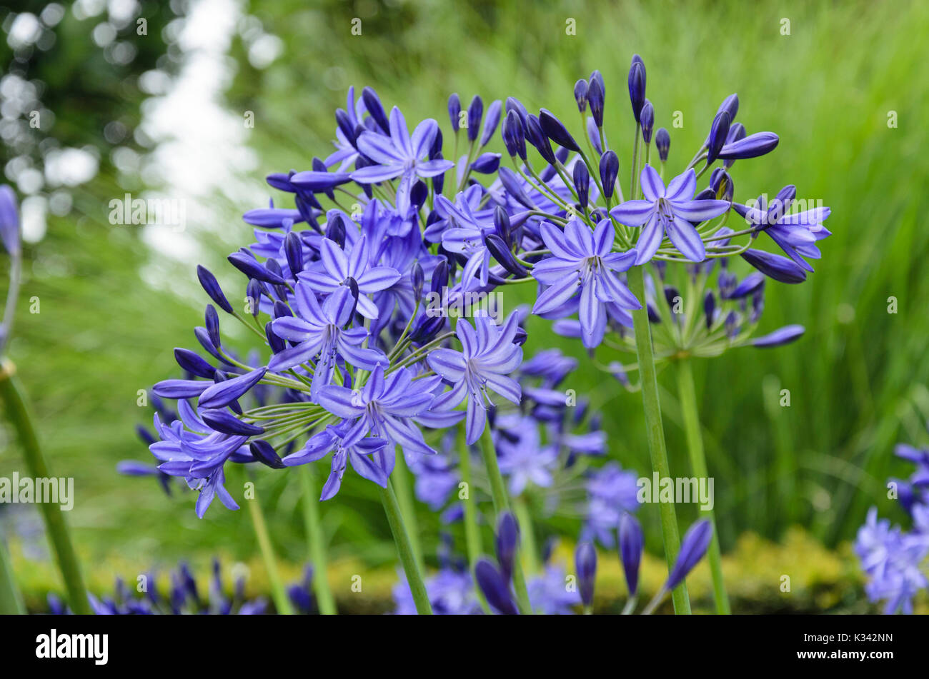 African lily (Agapanthus africanus 'Northern Star' Stock Photo - Alamy