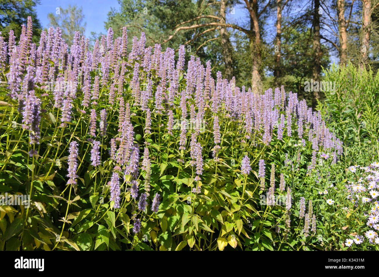 Purple giant hyssop (Agastache rugosa 'Blue Fortune' Stock Photo - Alamy