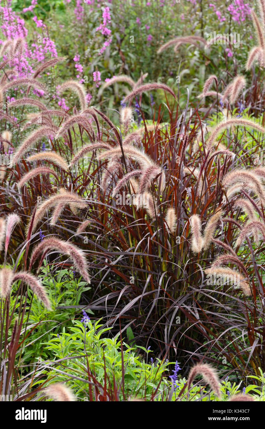 Pennisetum Setaceum Rubrum