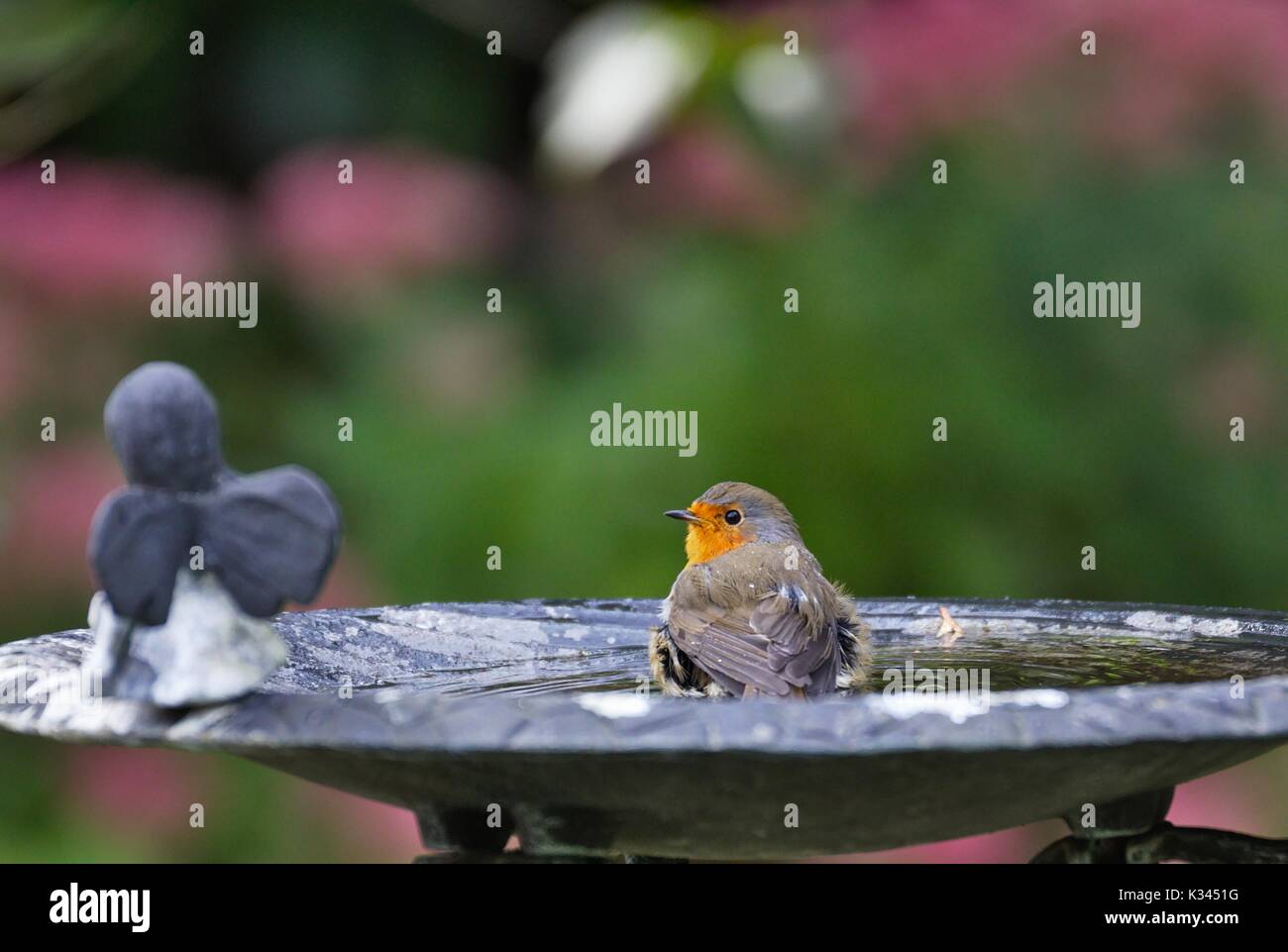 Robin in birdbath hi-res stock photography and images - Alamy