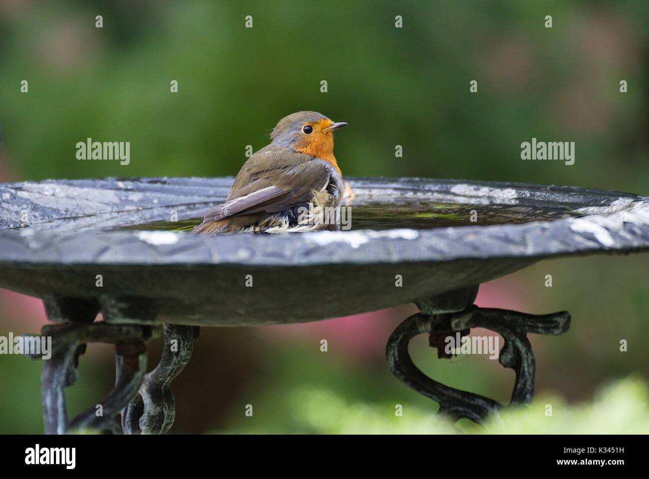 Bird bath hi-res stock photography and images - Alamy