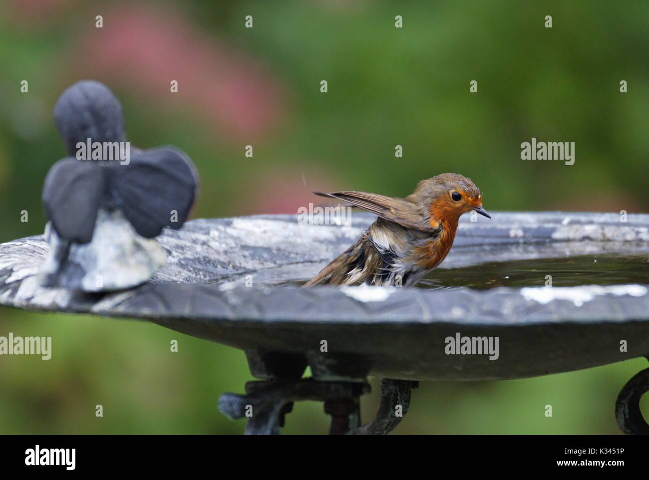 European Robin (Erithacus rubecula) in metal bird bath, Germany Stock ...