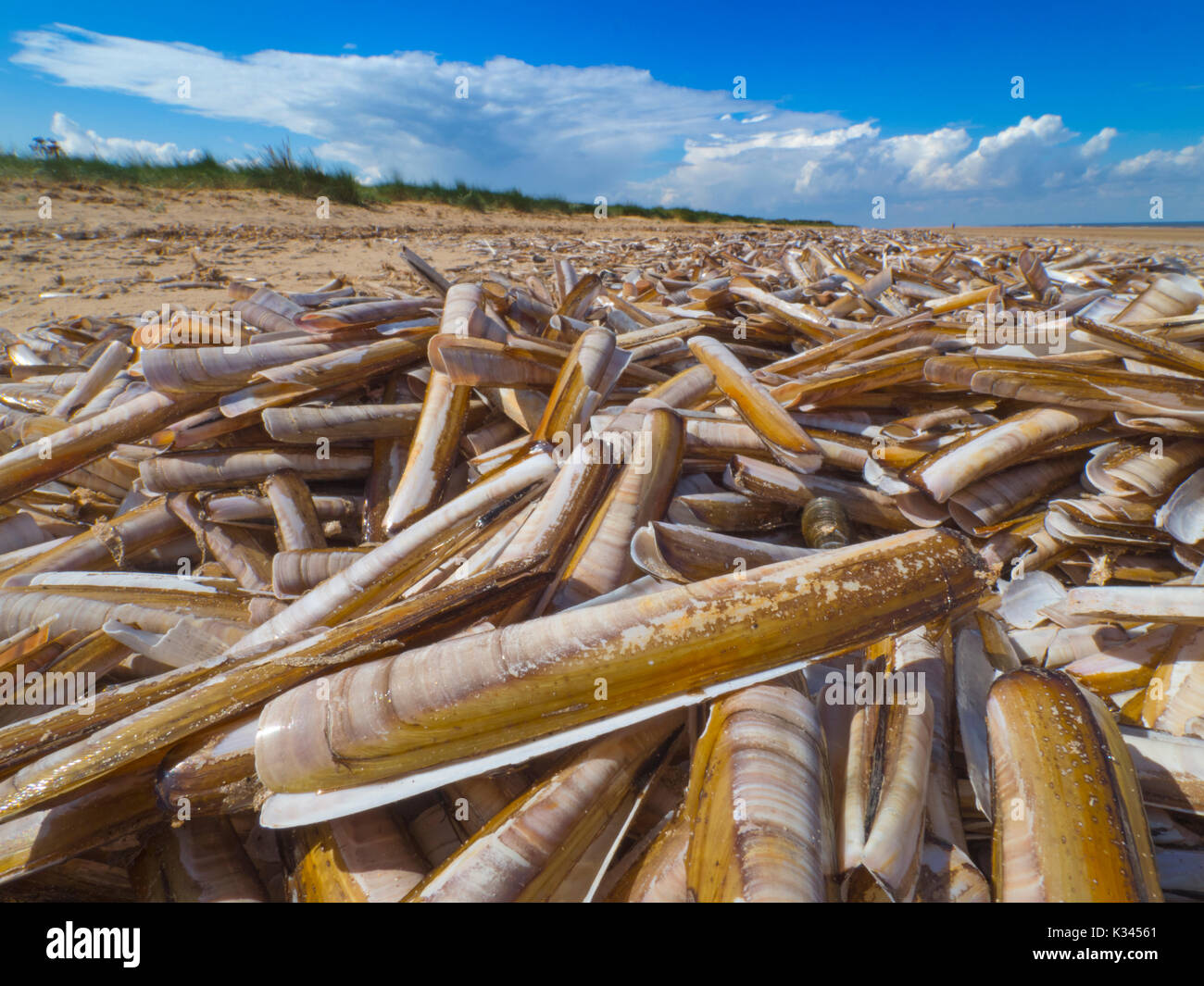 Razor Shell Ensis siliqua on Titchwell beach Norfolk Stock Photo - Alamy