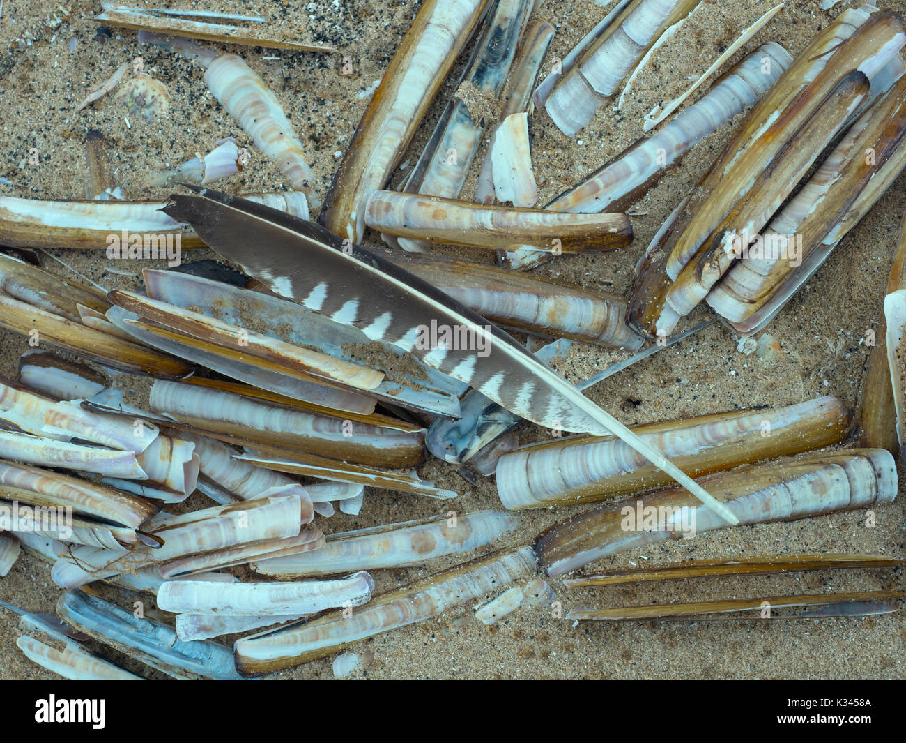 Razor Shell Ensis siliqua on Titchwell beach Norfolk Stock Photo - Alamy