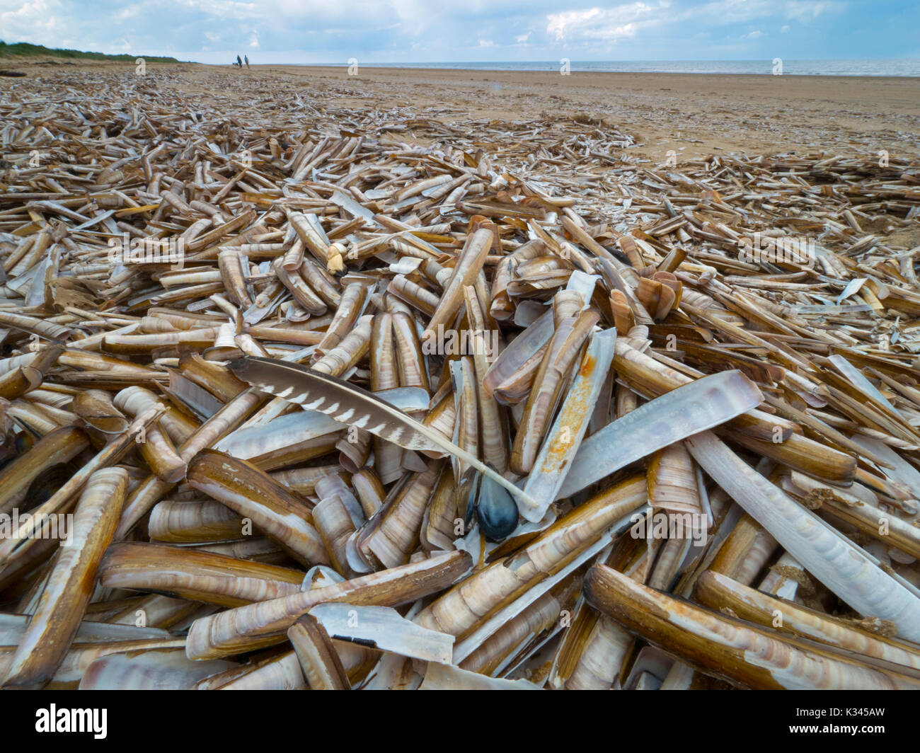 Razor Shell Ensis siliqua on Titchwell beach Norfolk Stock Photo - Alamy