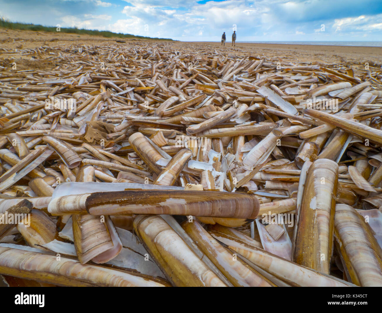 Razor Shell Ensis siliqua on Titchwell beach Norfolk Stock Photo - Alamy