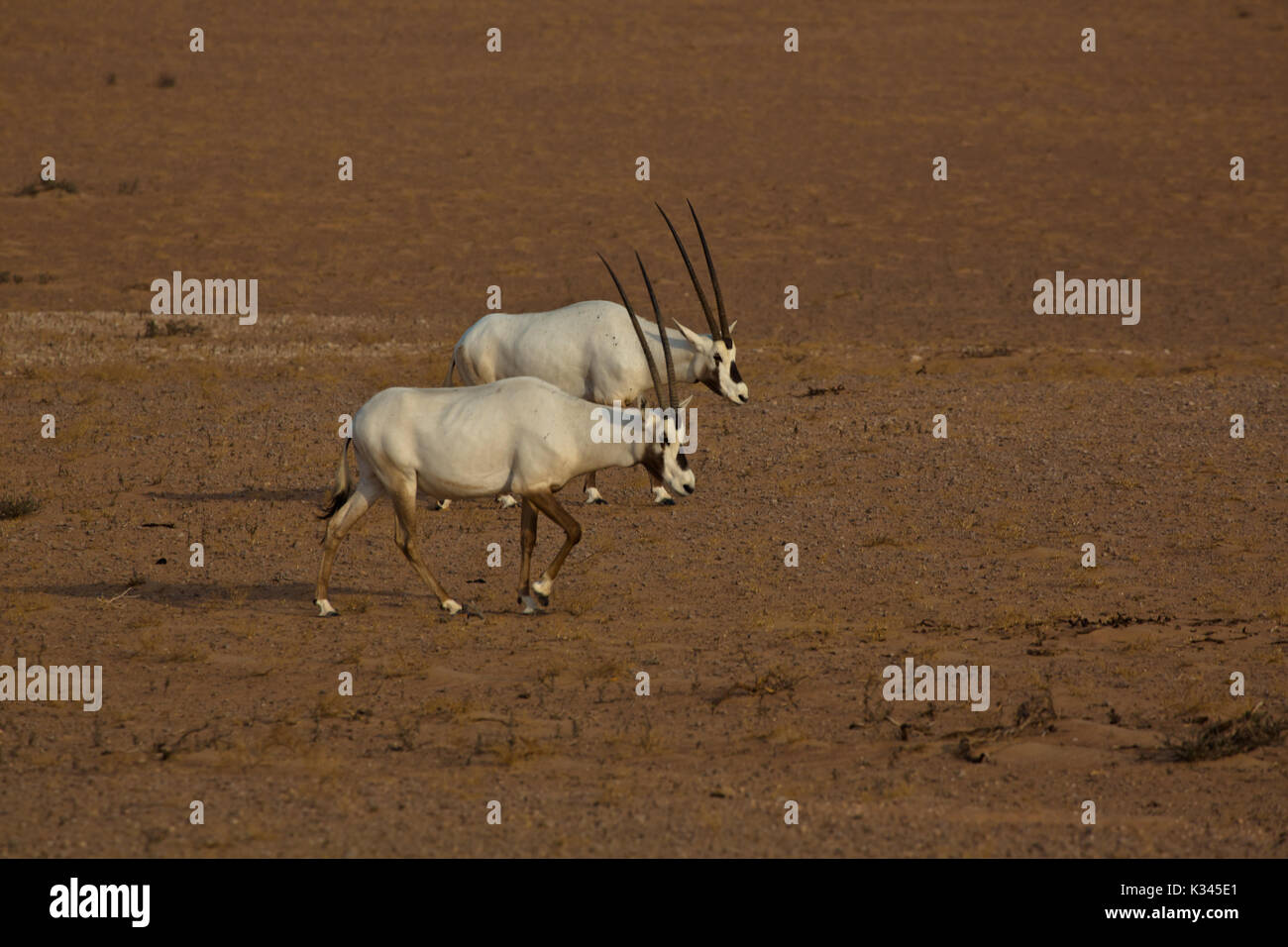 Arabian oryx sanctuary hi-res stock photography and images - Alamy