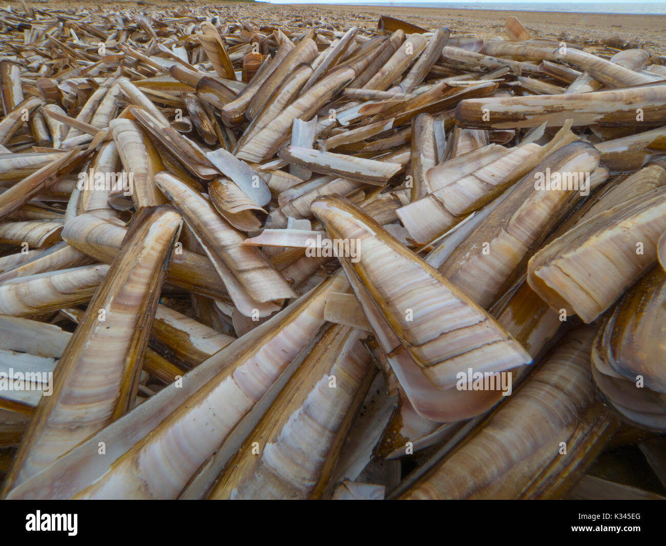 Common razor shell (ensis ensis) hi-res stock photography and images ...