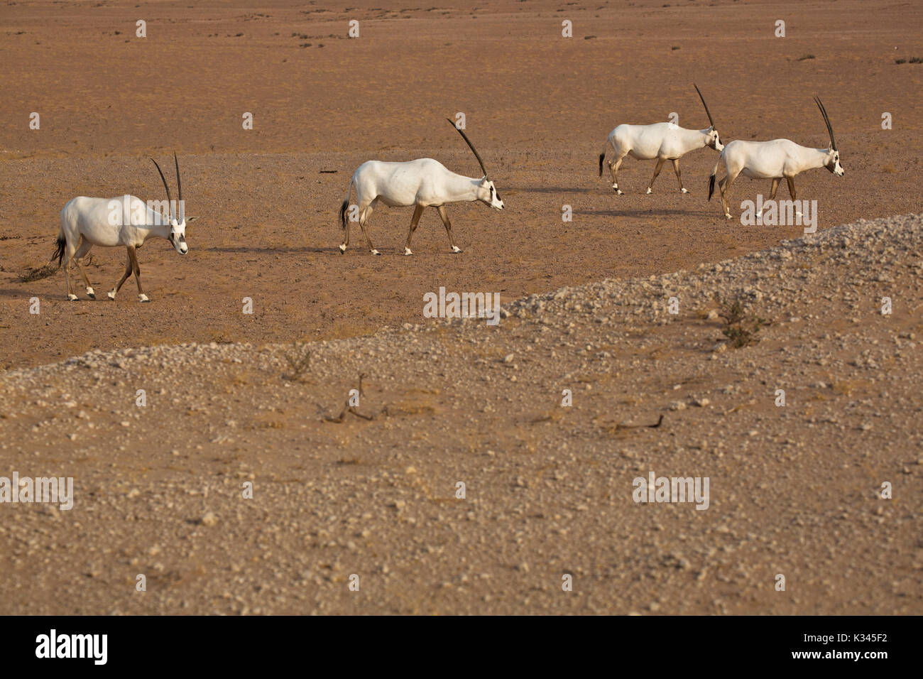 Arabian oryx sanctuary hi-res stock photography and images - Alamy