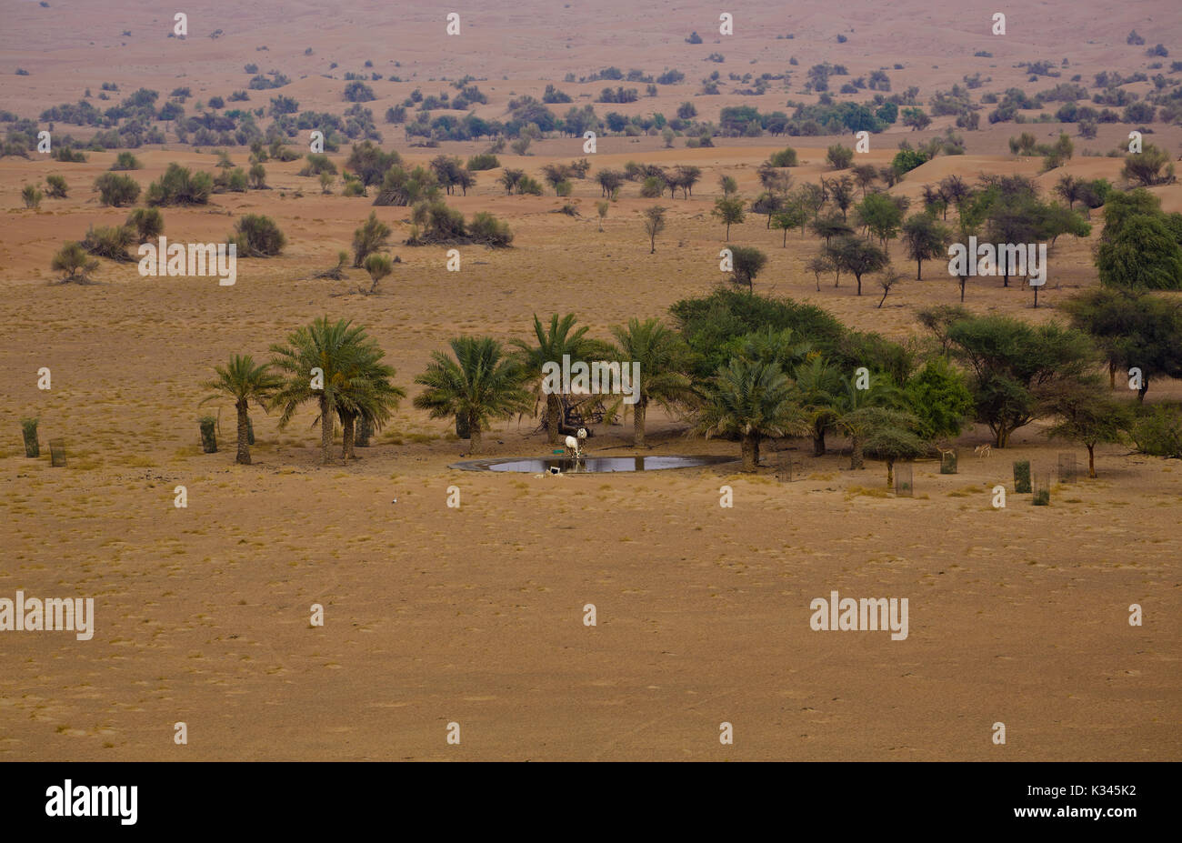 Desert Oasis in the United Arab Emirates Stock Photo - Alamy