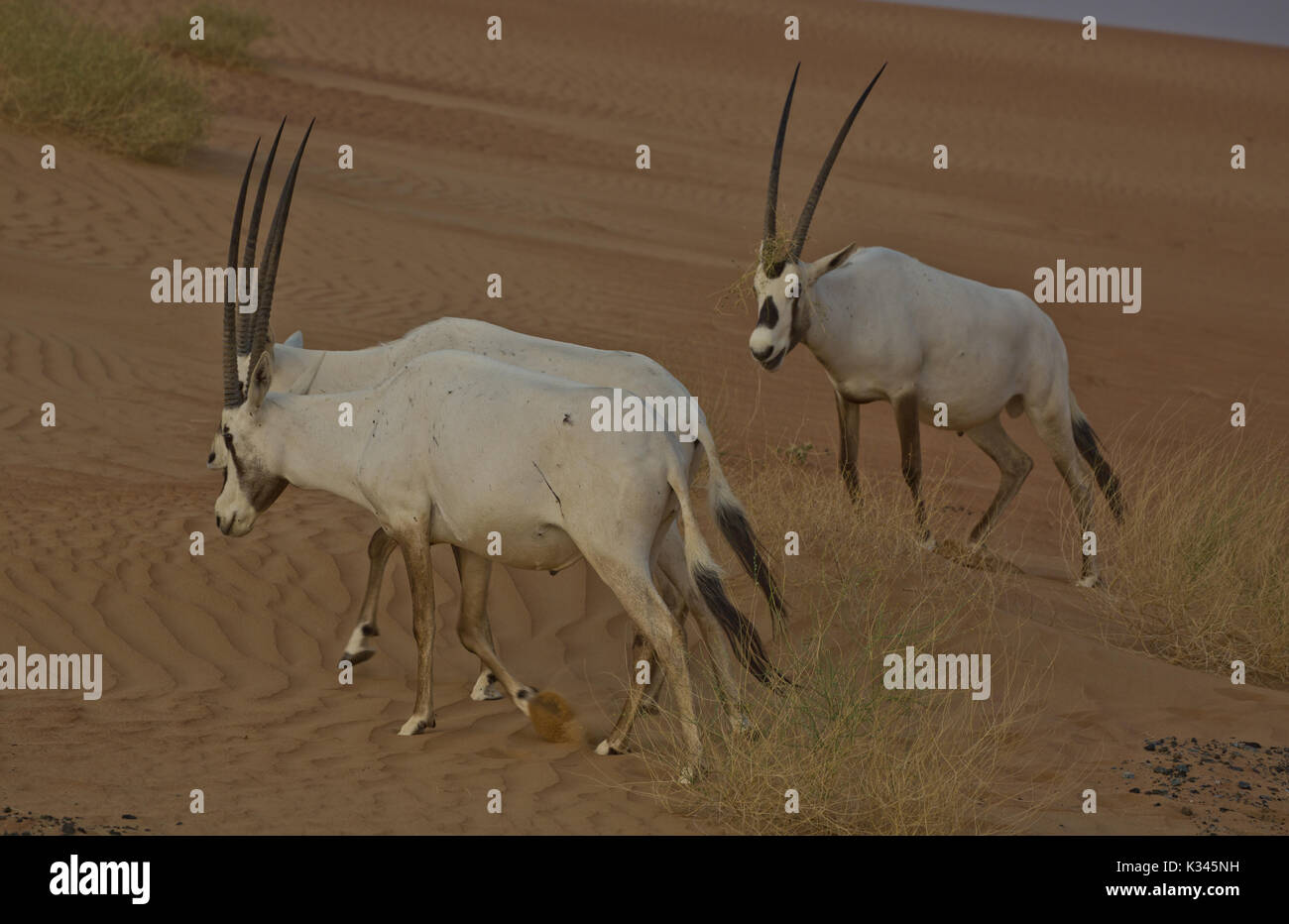 Arabian oryx sanctuary hi-res stock photography and images - Alamy