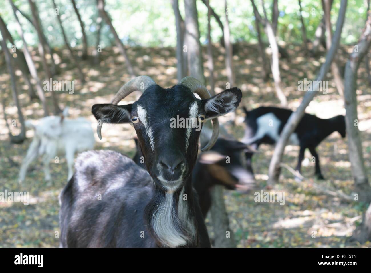 black male goat portrait with blurred background Stock Photo - Alamy