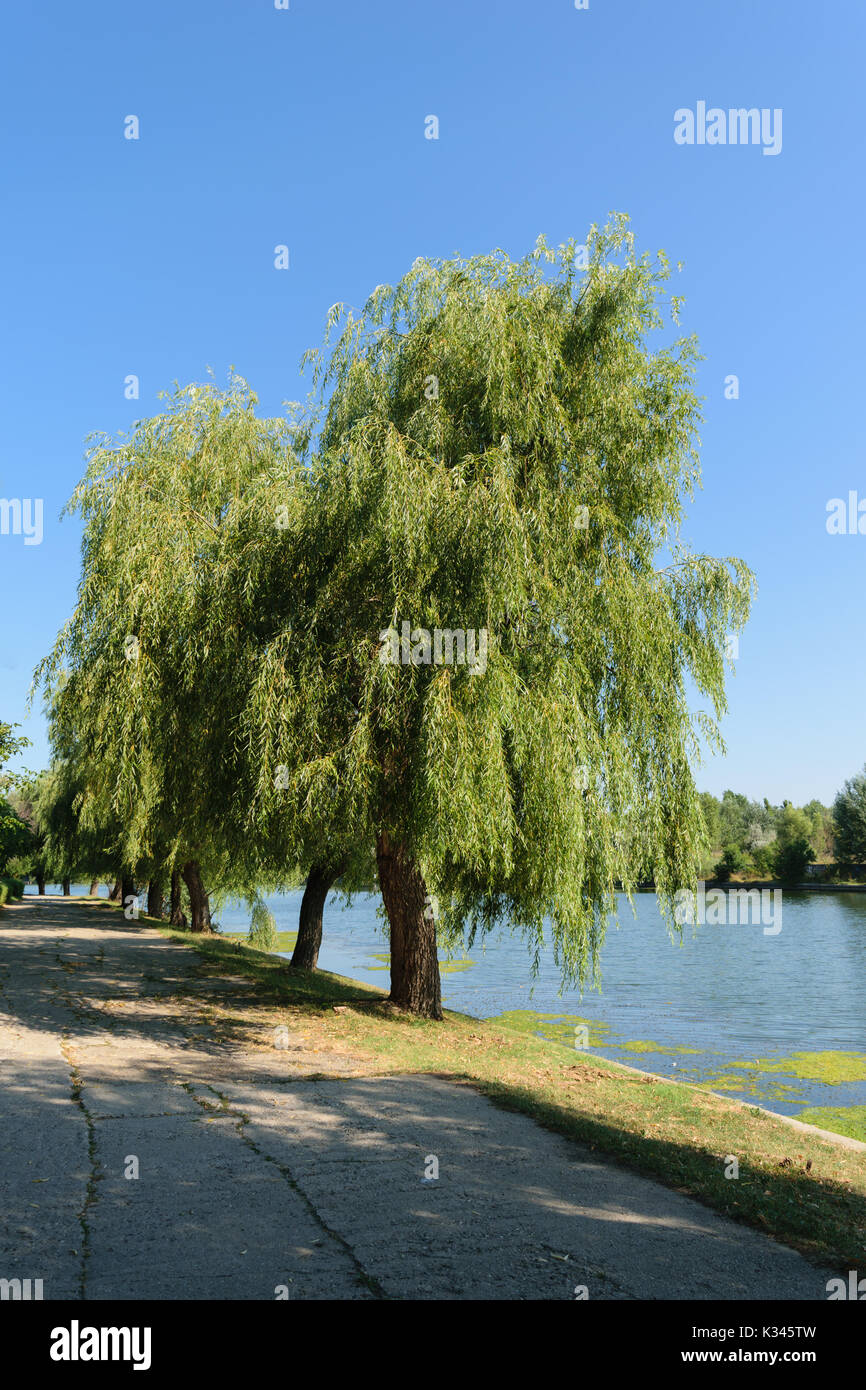big willow tree leaning over water lake Stock Photo - Alamy