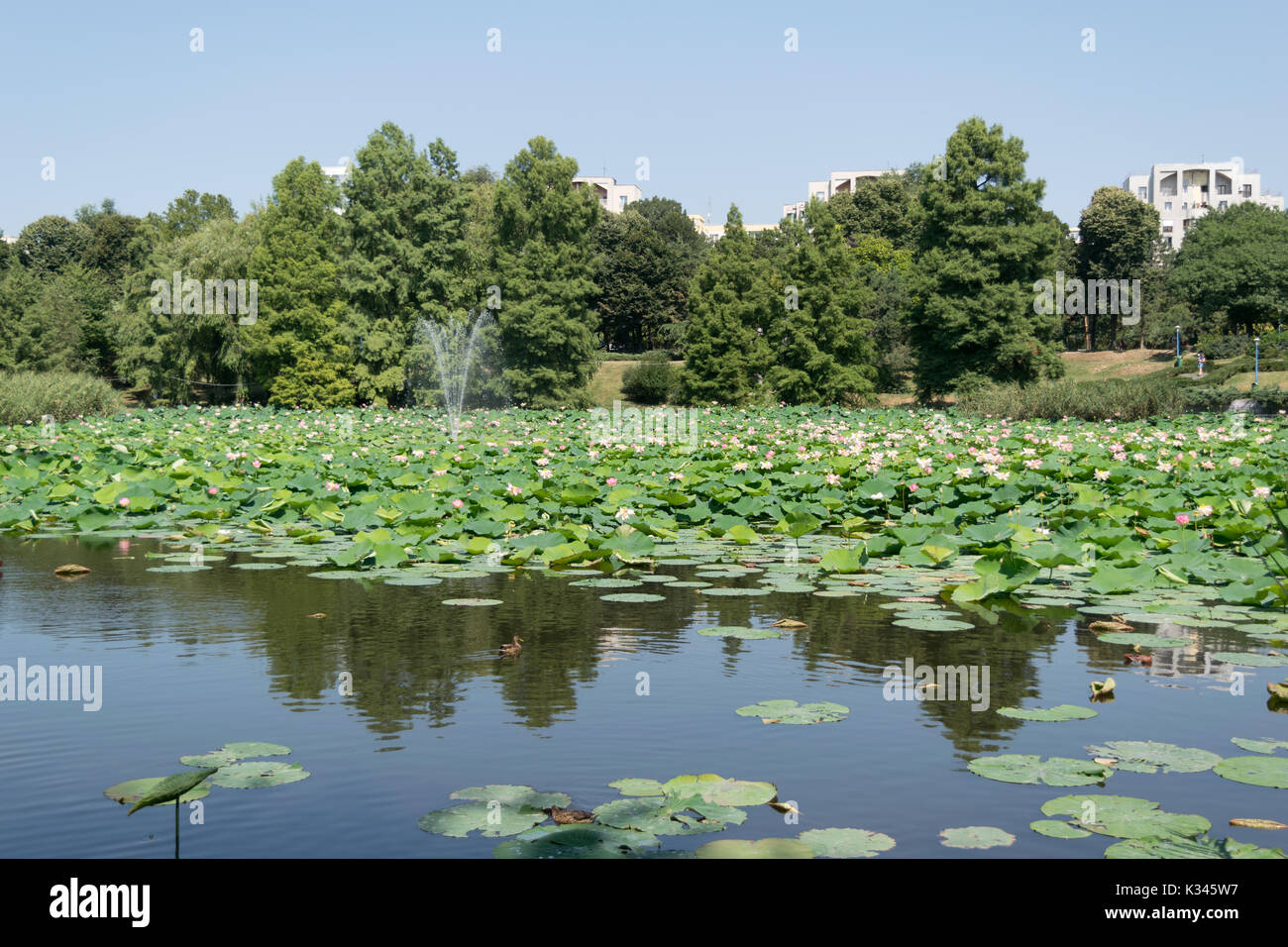Lacul tei hi-res stock photography and images - Alamy