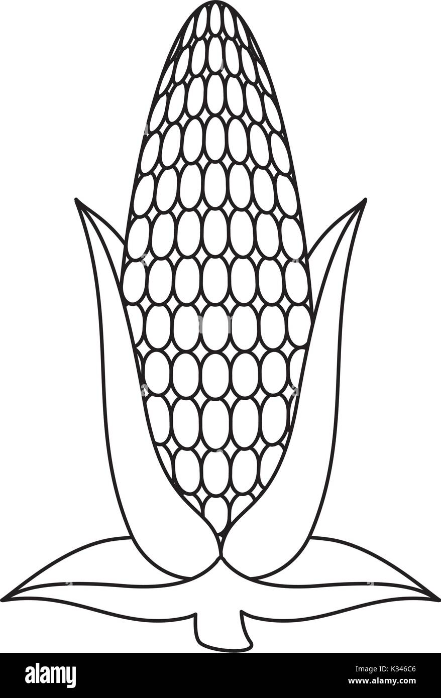 fresh corn cob icon Stock Vector Image & Art - Alamy