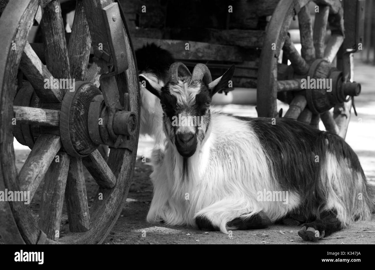 Goat cart Black and White Stock Photos & Images - Alamy