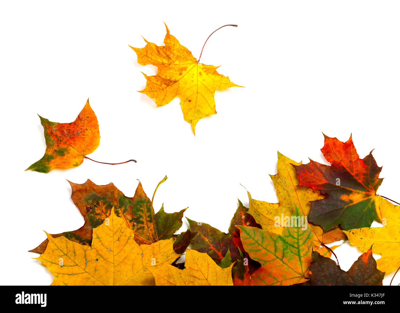 Autumn multicolor maple-leafs isolated on white background Stock Photo ...