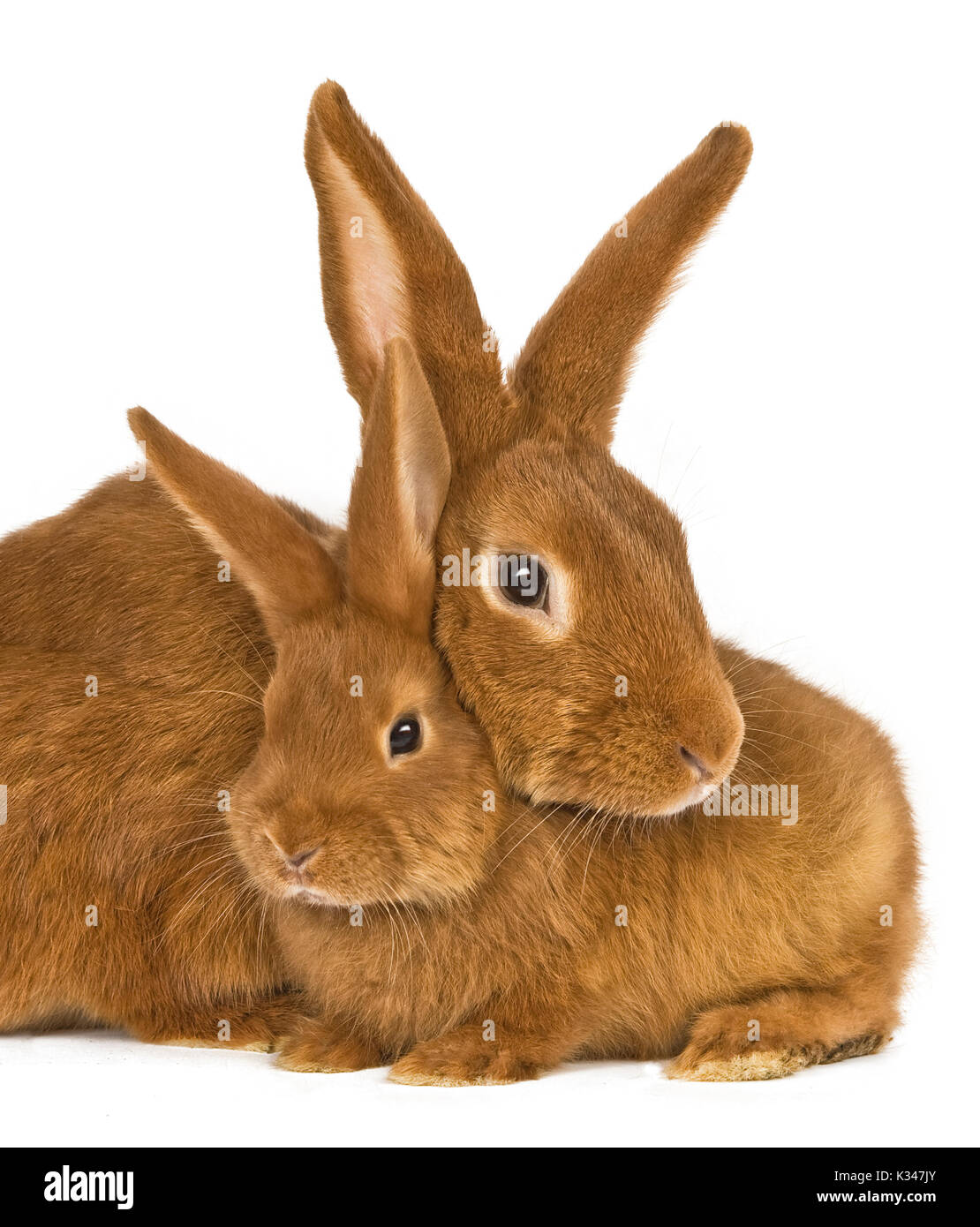 Fauve de Bourgogne domestic rabbit and its young rabbit curled up under ...