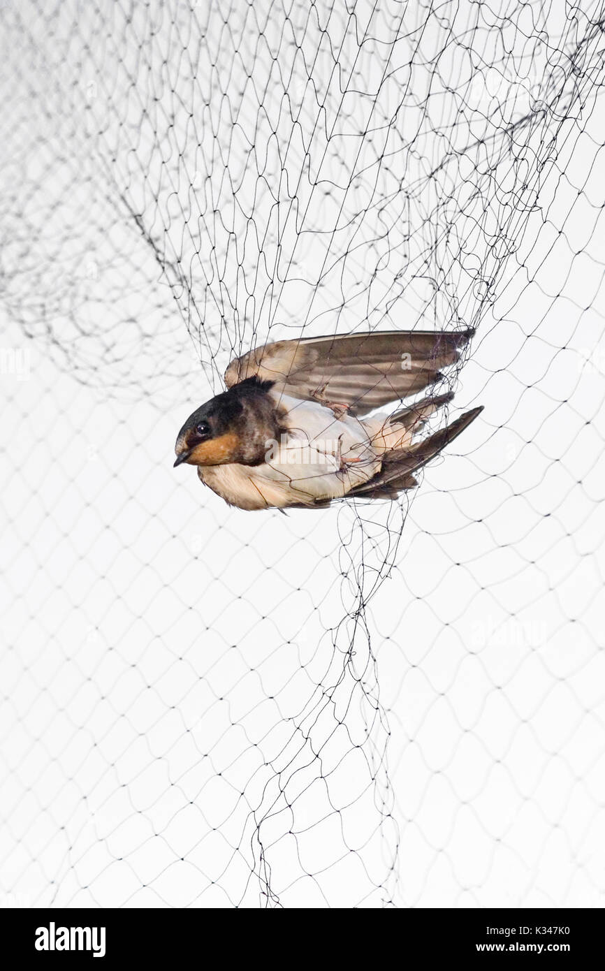 Capture of migratory birds, here, a martin in a net, caught to be ...