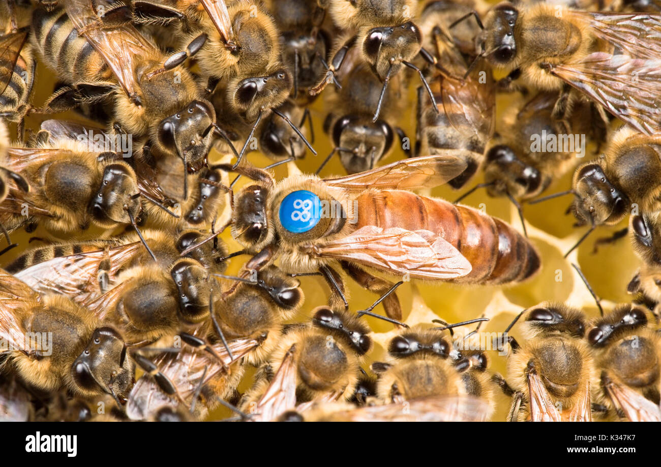 Bee in the middle of workers helping and feeding it. Clutch of the ...