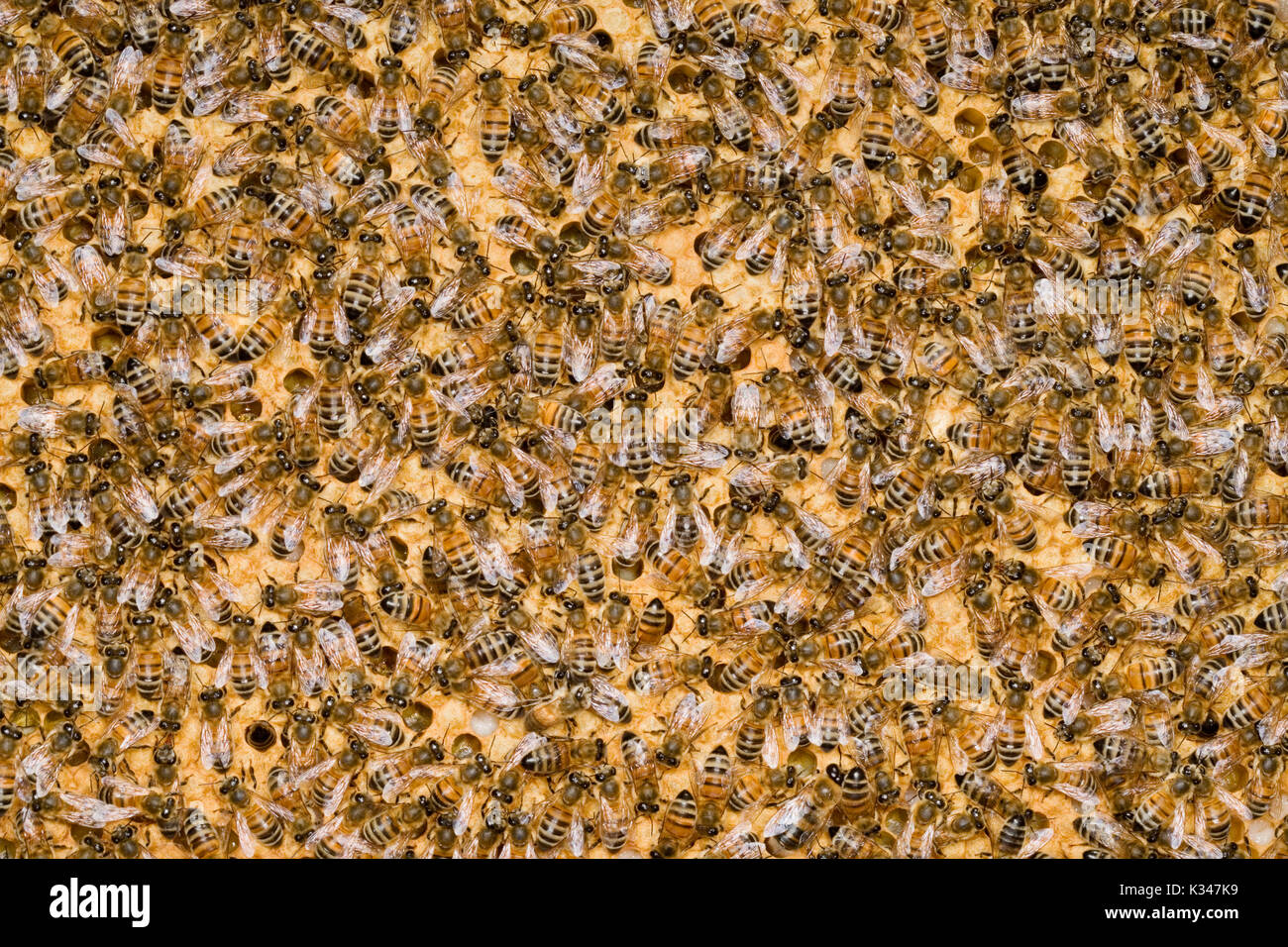Working-bees feeding the larvas and sealing alveolus filled with bee ...
