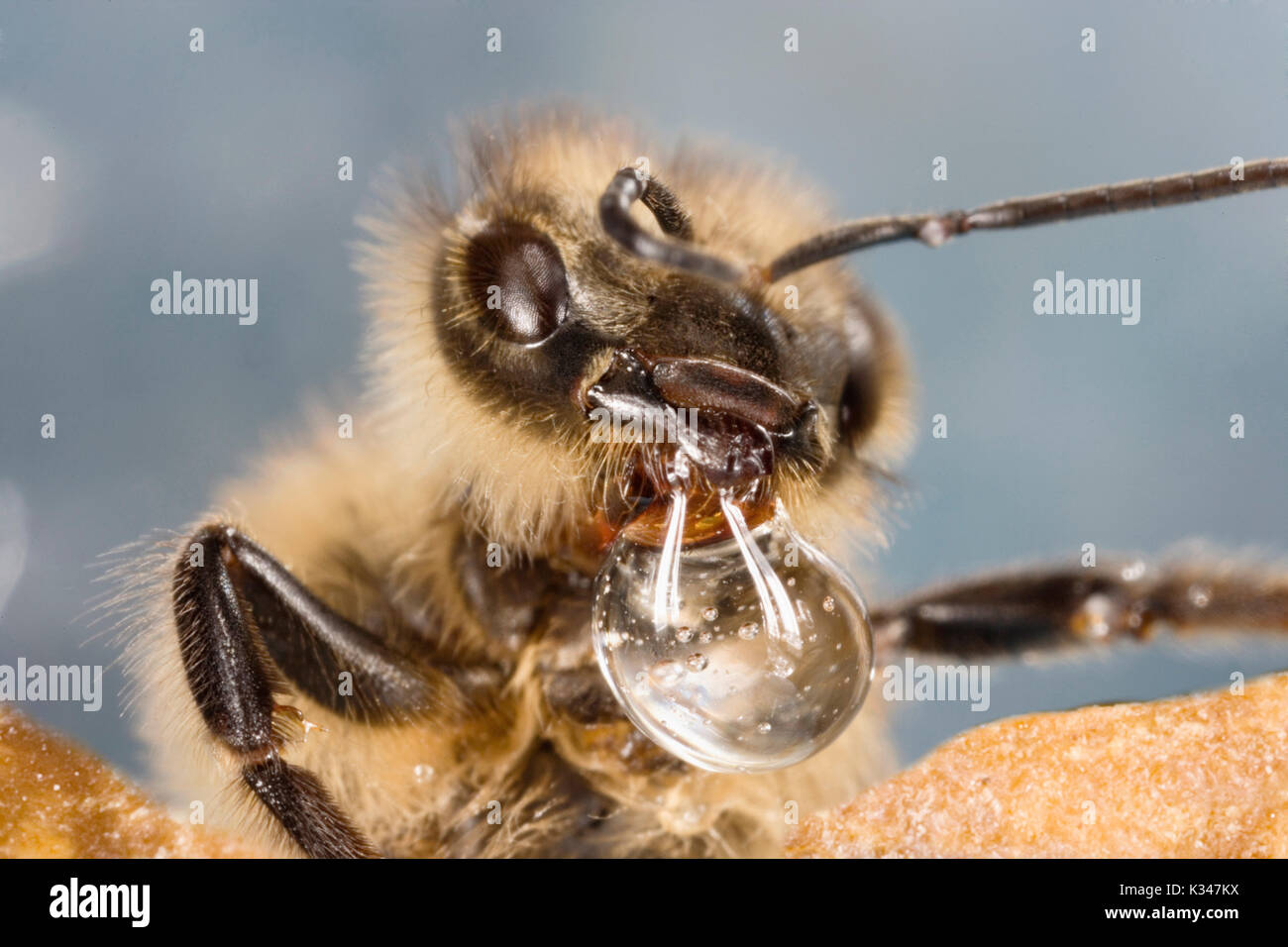 Working bee putting a nectar drop hi-res stock photography and images ...