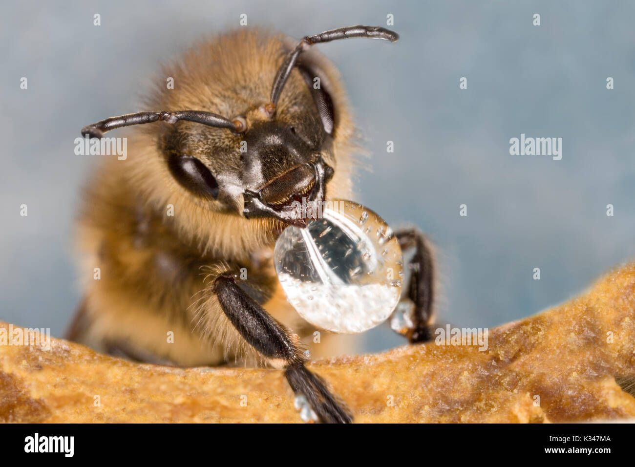 Working-bee: working-bee putting a nectar drop inside an alveolus Stock ...