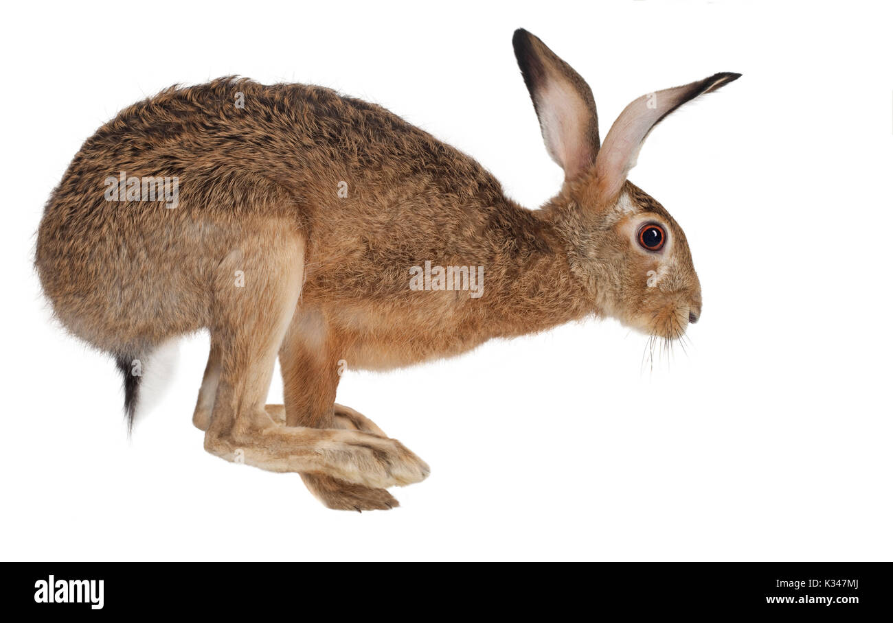 Hare run falls hi-res stock photography and images - Alamy