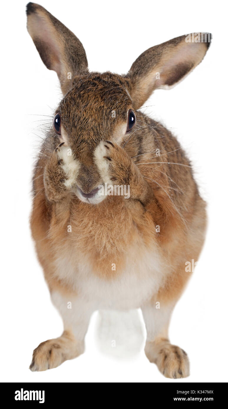 Hare face hi-res stock photography and images - Alamy