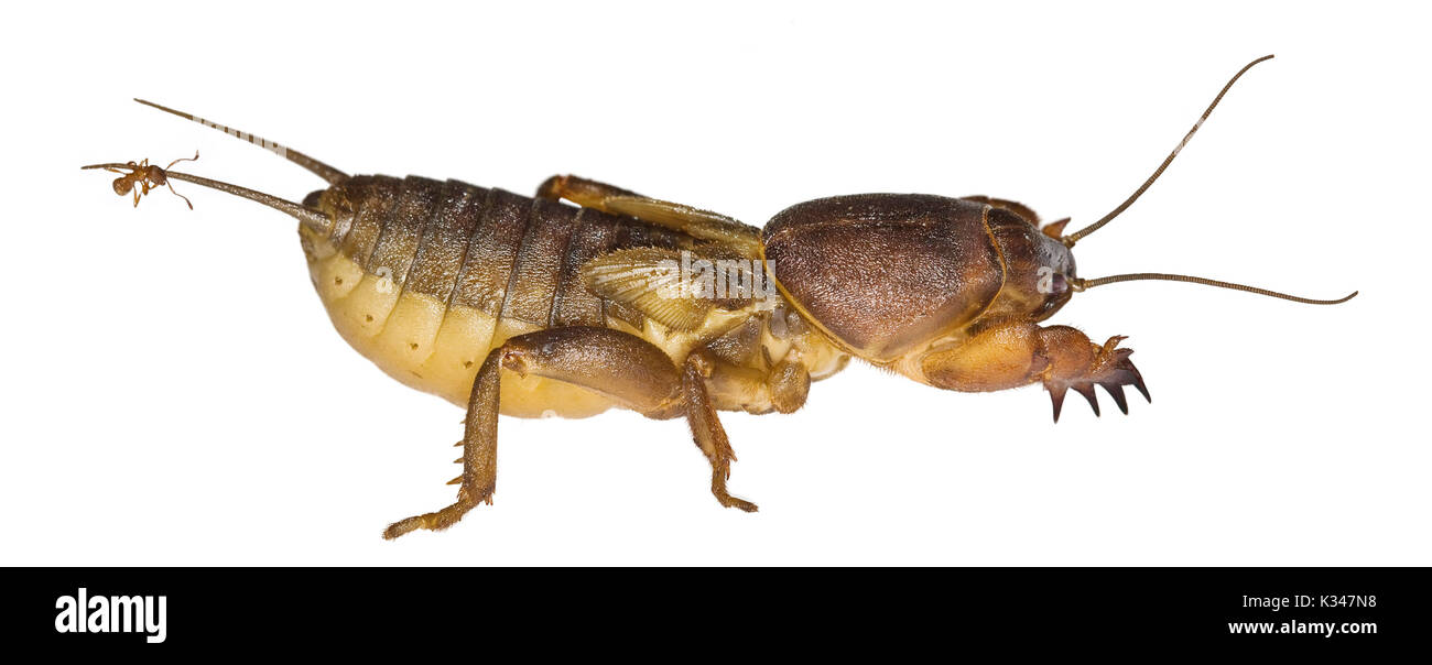 Insect: European mole cricket with an ant on its tail. Garden pests ...