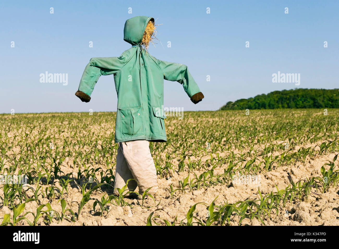 Scarecrow in a cornfield Stock Photo - Alamy