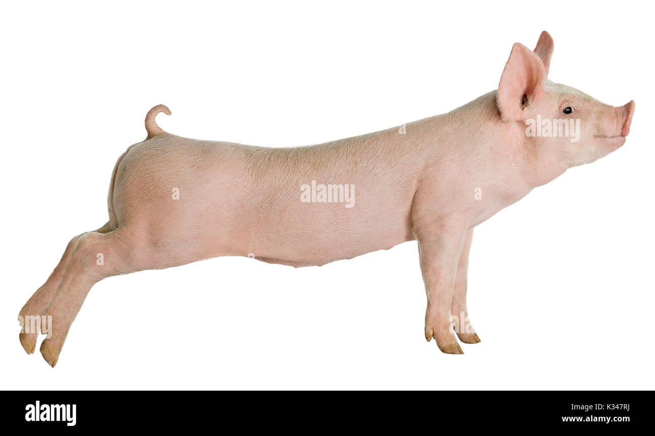 Large White piglet, can be outlined, on a white background Stock Photo ...