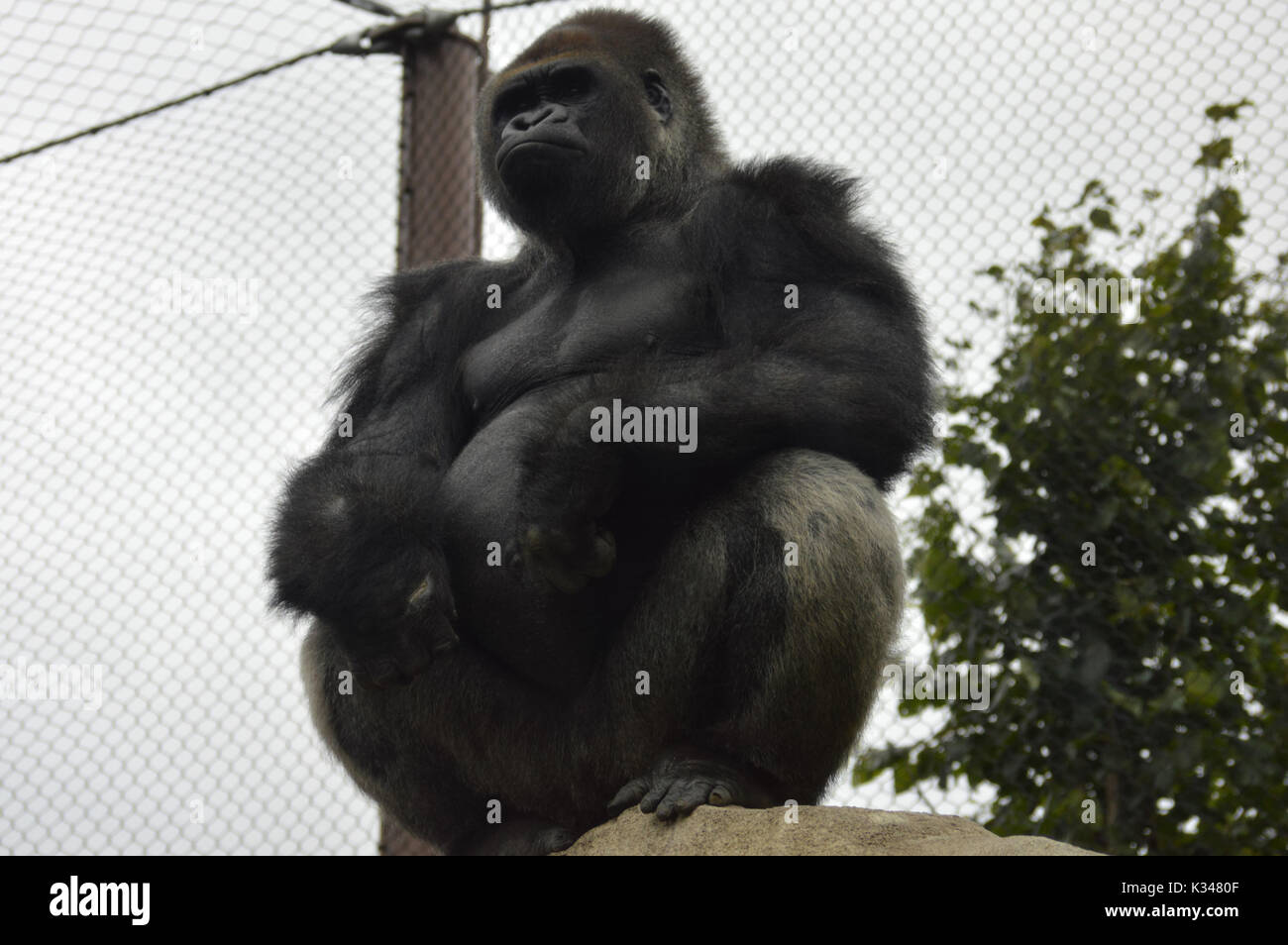 Western lowland gorilla male chest hi-res stock photography and images ...