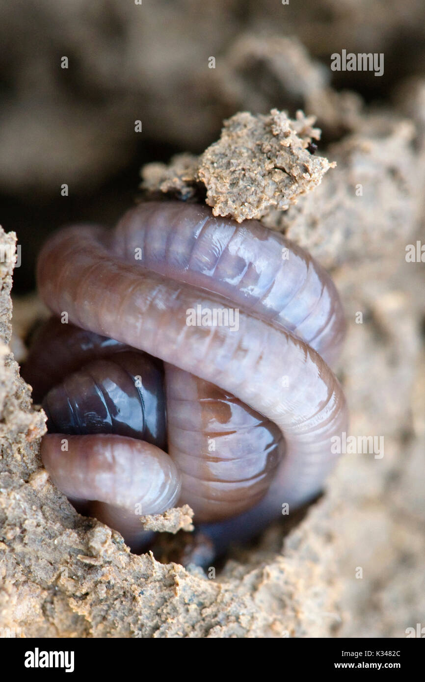 Earthworm soil hi-res stock photography and images - Alamy