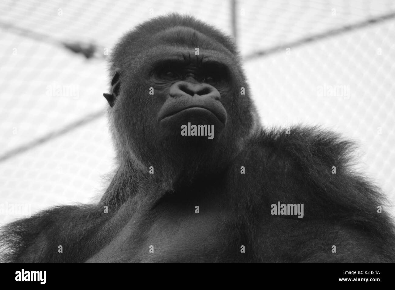 Silverback gorilla Black and White Stock Photos & Images - Alamy