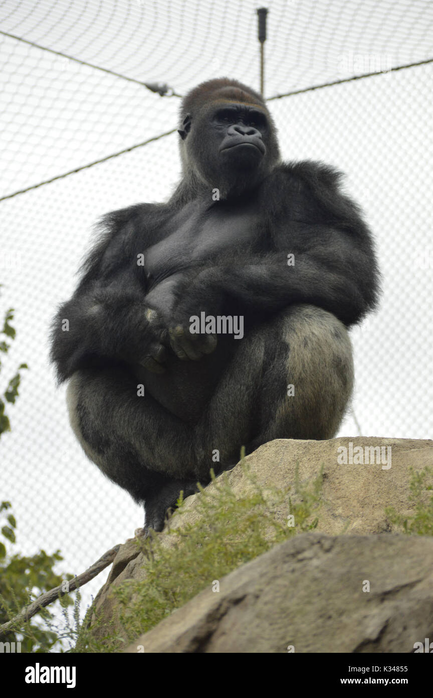 Gorilla male chest hi-res stock photography and images - Alamy