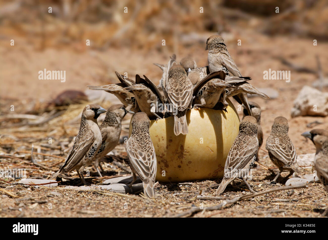 Tsama hi-res stock photography and images - Alamy