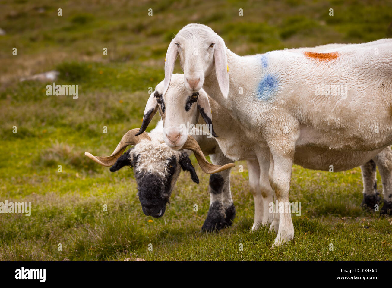 three sheep in the mountain pasture looking calm Stock Photo - Alamy