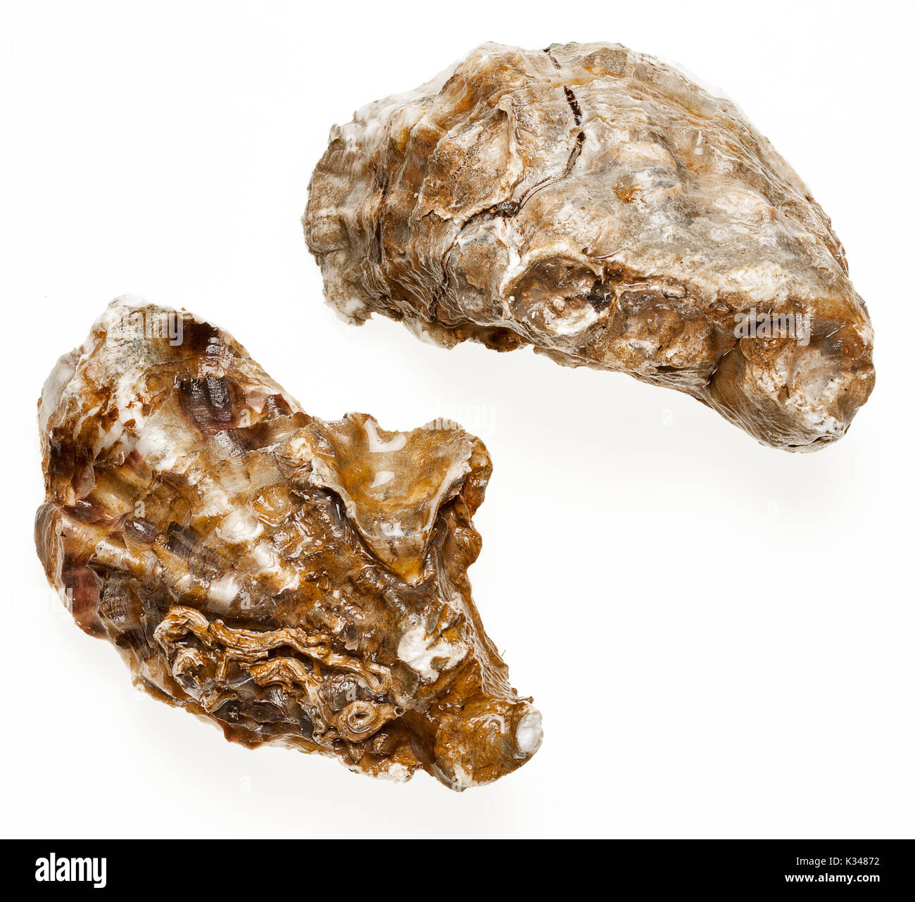 Oyster shells on white hi-res stock photography and images - Alamy