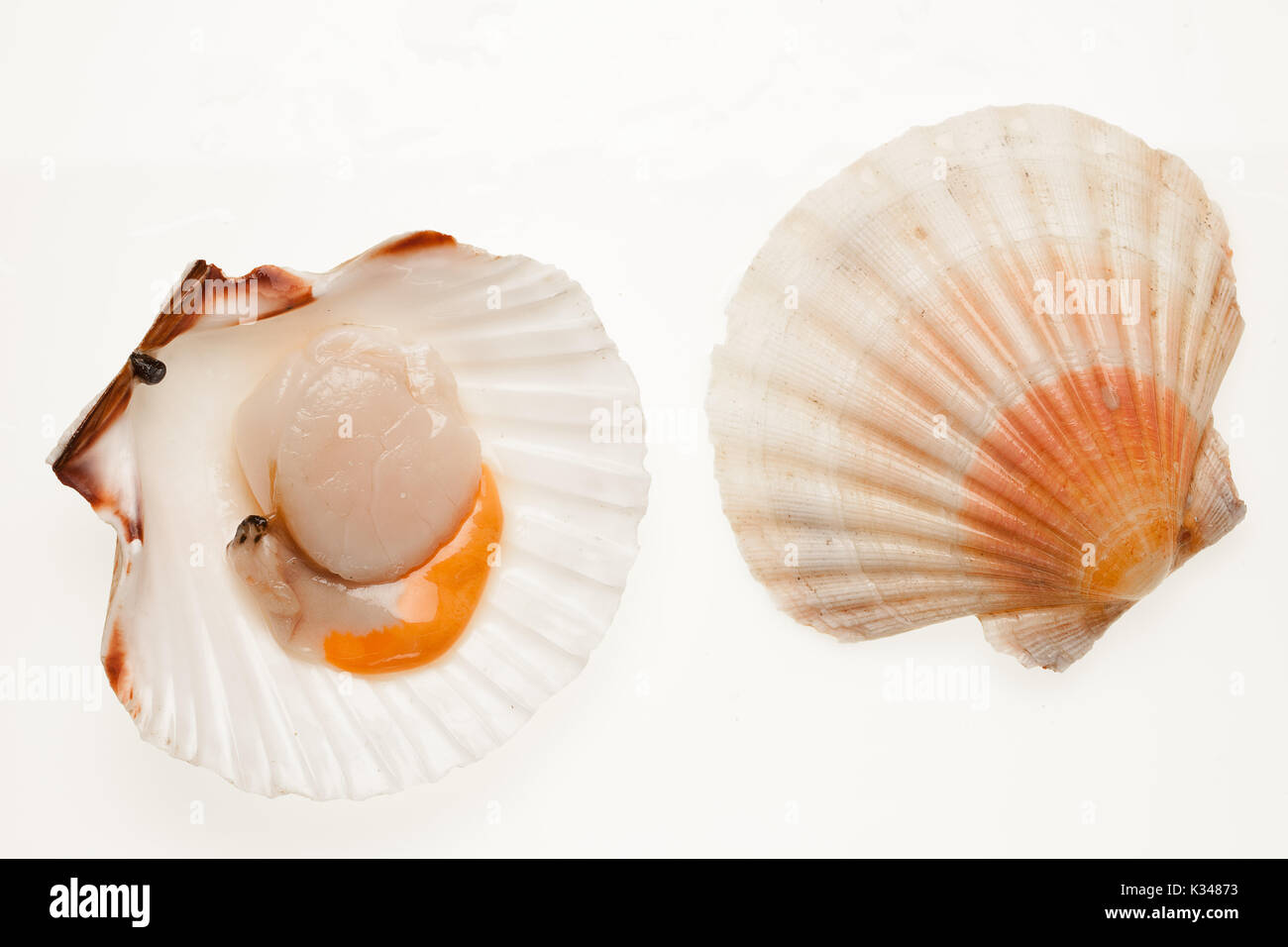 a scallop and his shell on white background Stock Photo - Alamy